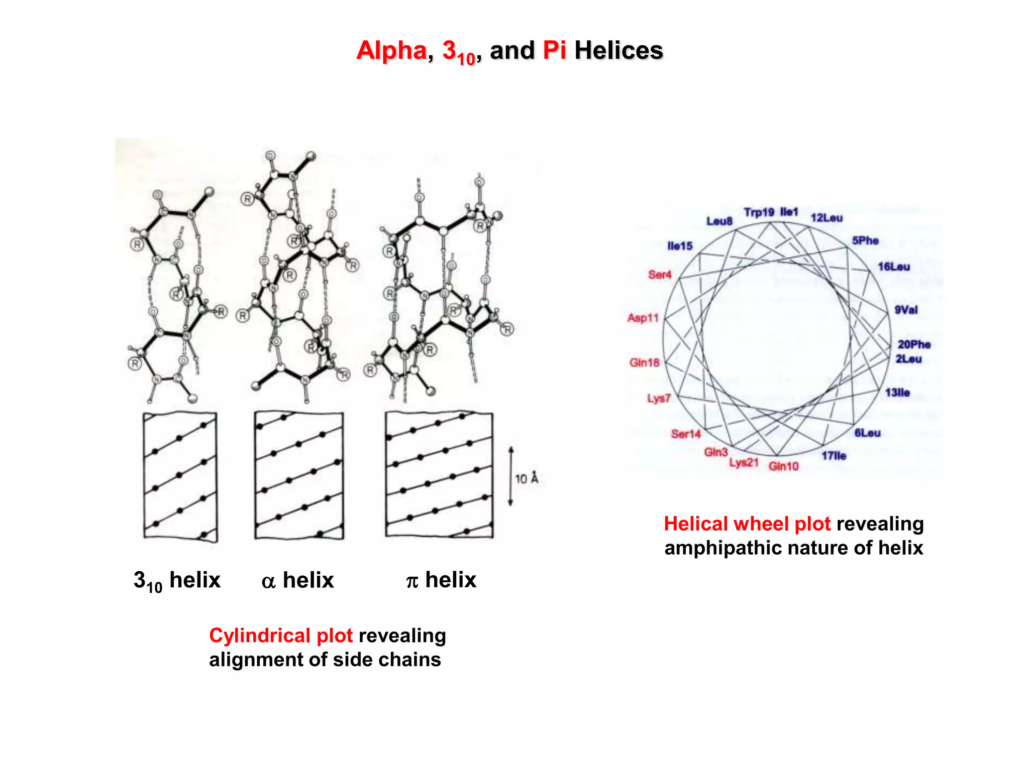 Protein structure.ppt | Chemistry | Science