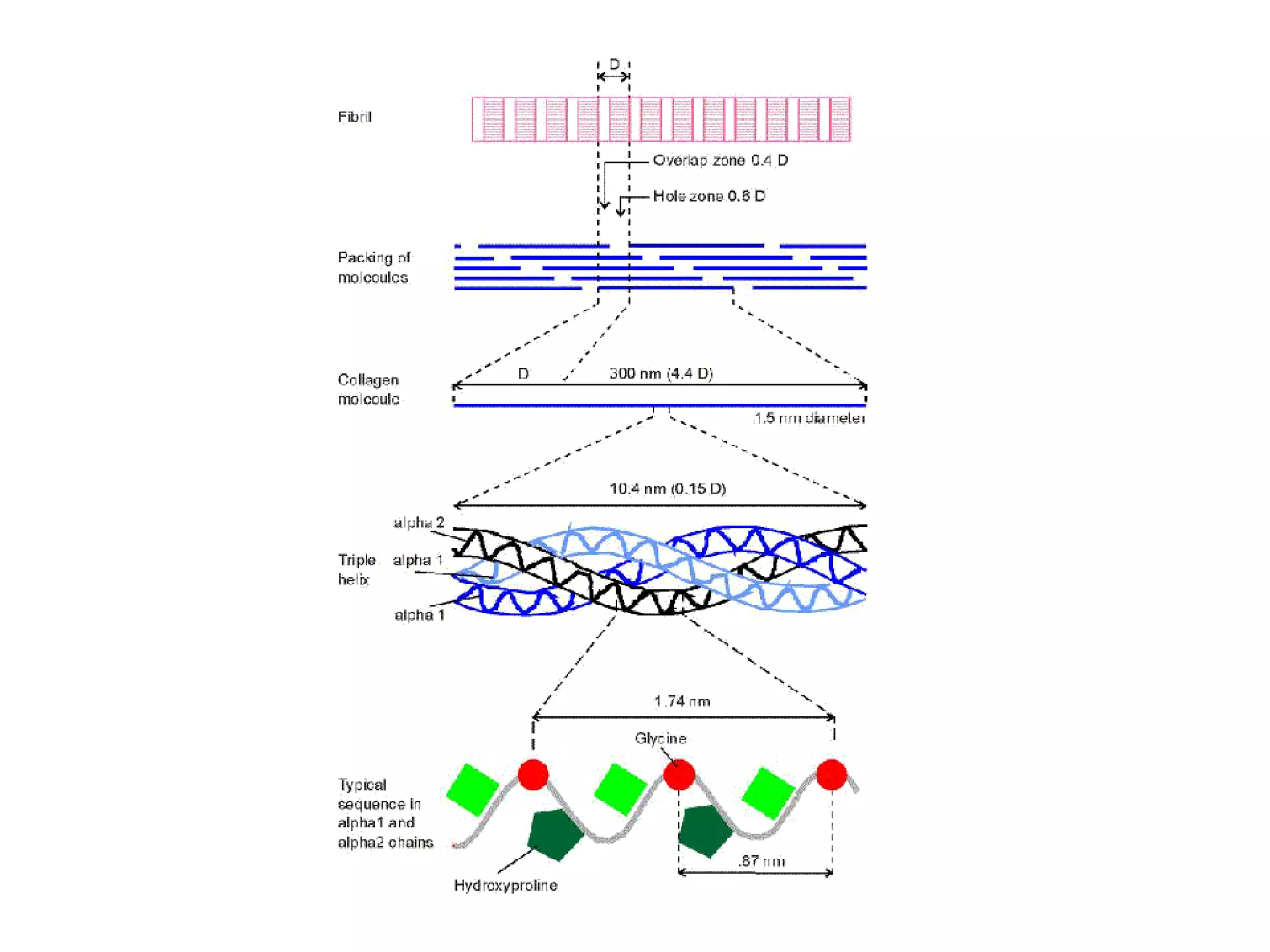 Protein structure.ppt | Chemistry | Science