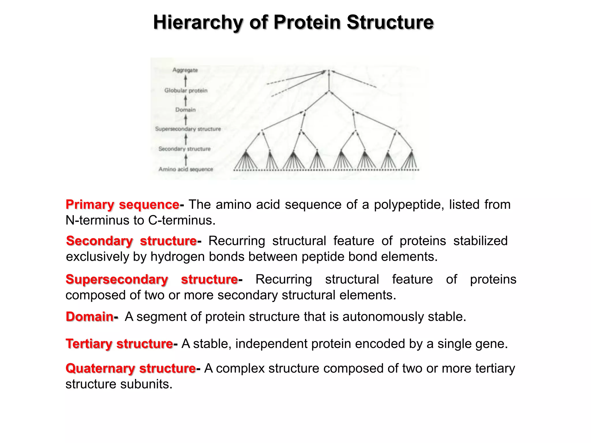Protein structure.ppt | Chemistry | Science