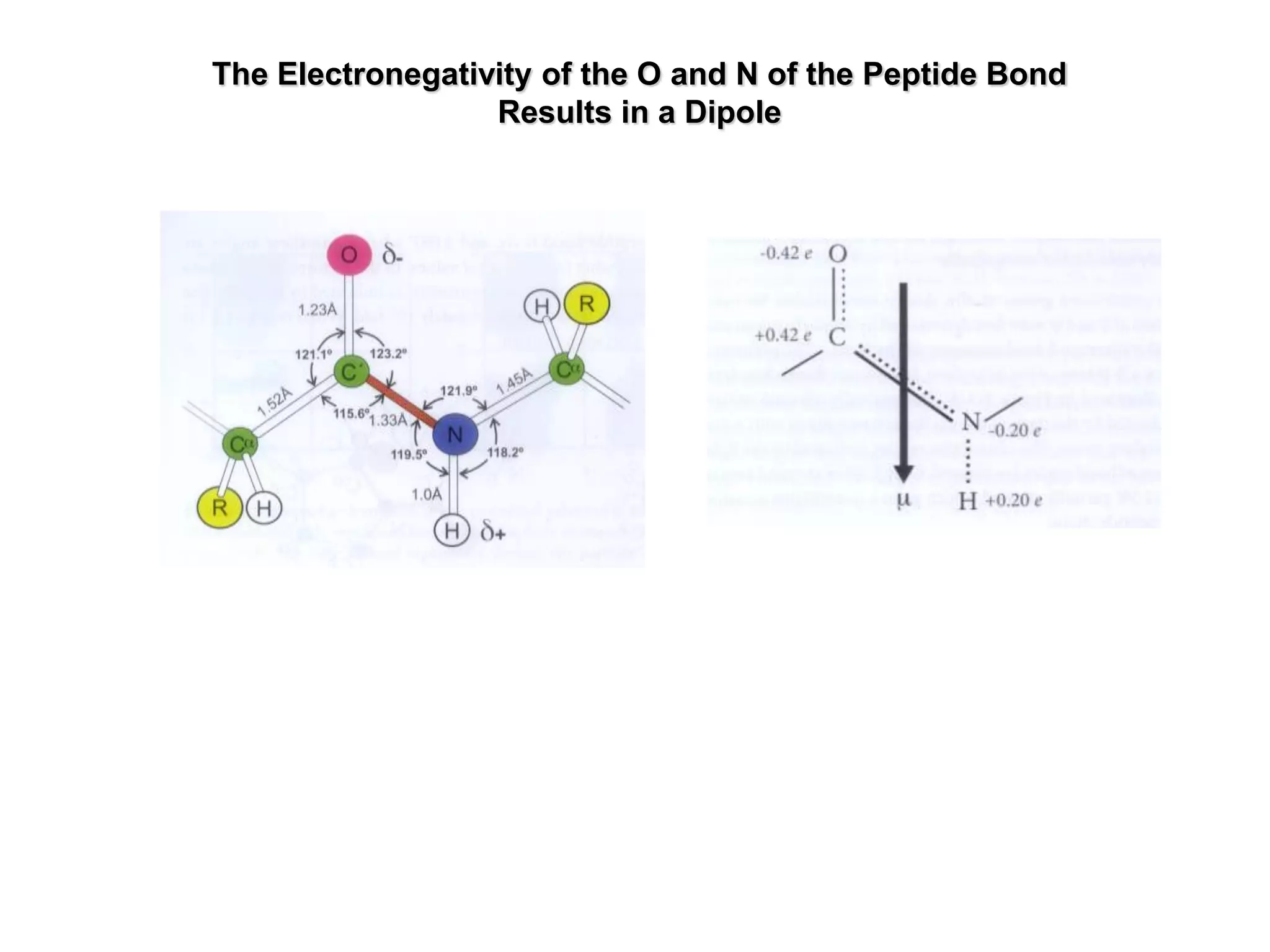 Protein structure.ppt | Chemistry | Science