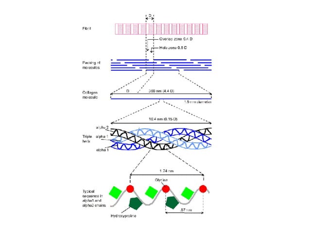 Protein structure.ppt | Chemistry | Science