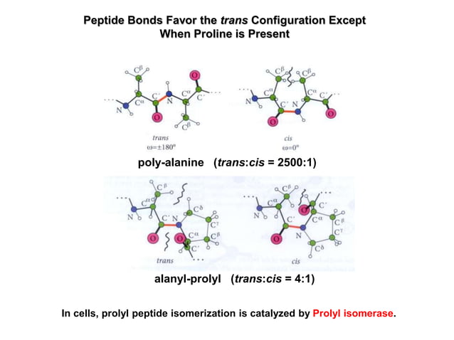Protein structure.ppt | Chemistry | Science