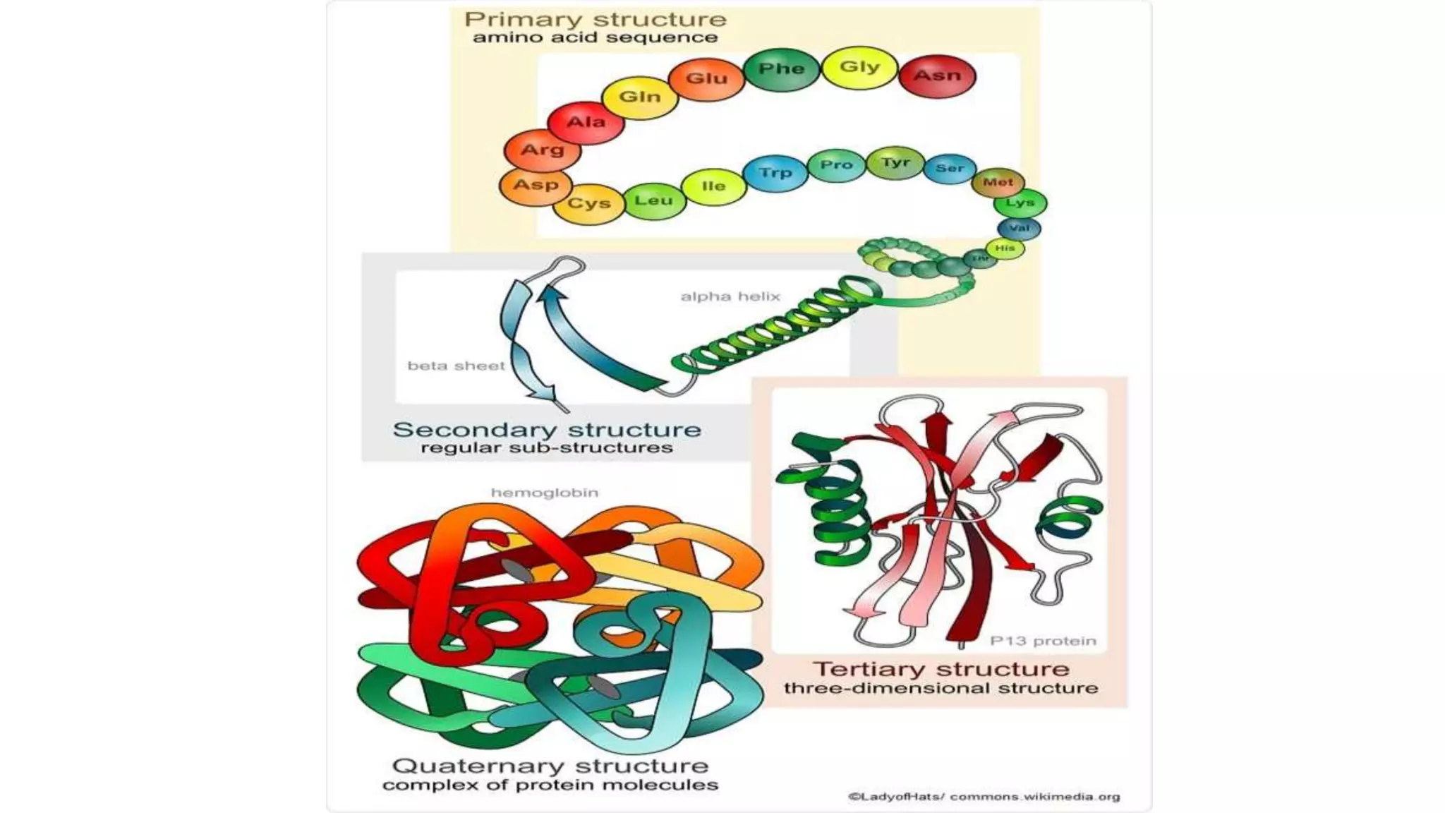 Protein Structure and levels of protein structure | PPTX