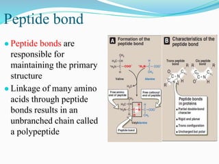 Protein Structure and classification.pptx