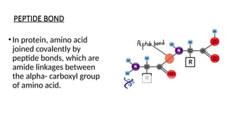 protein structure.pptxJfzkgkxhofuzufsyid | PPTX