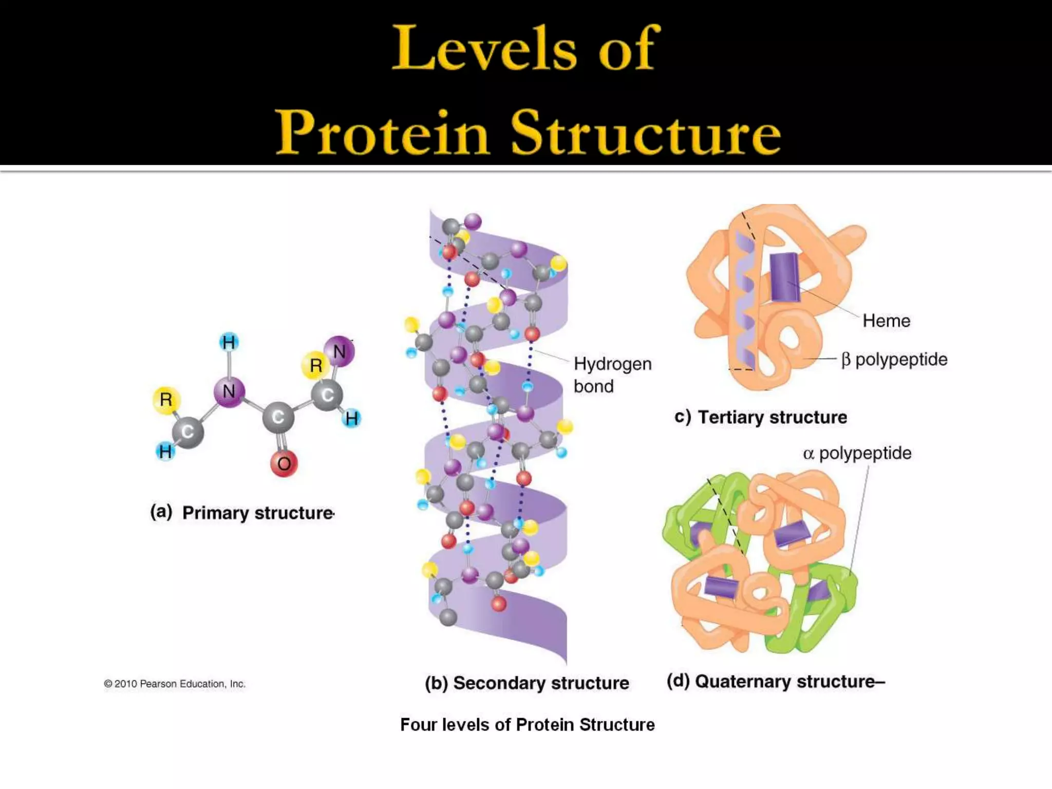 Protein structure | PPTX | Chemistry | Science