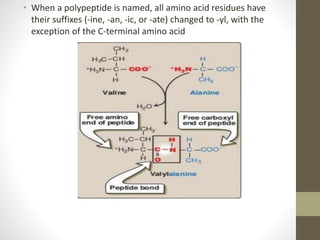 Protein structure | PPTX