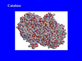 Protein structure 3d | PPT