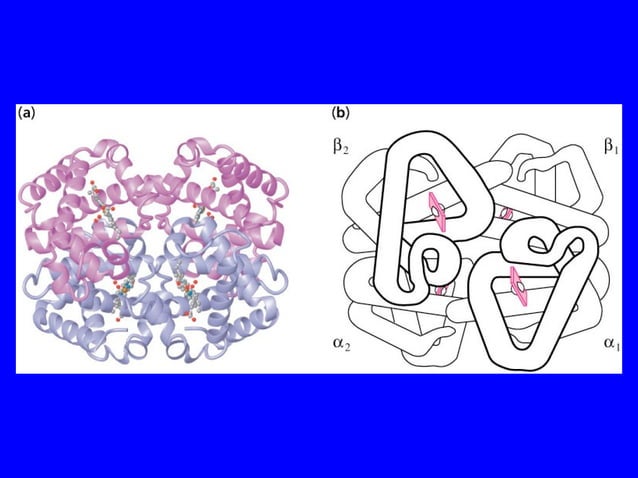 Protein structure 3d | PPT