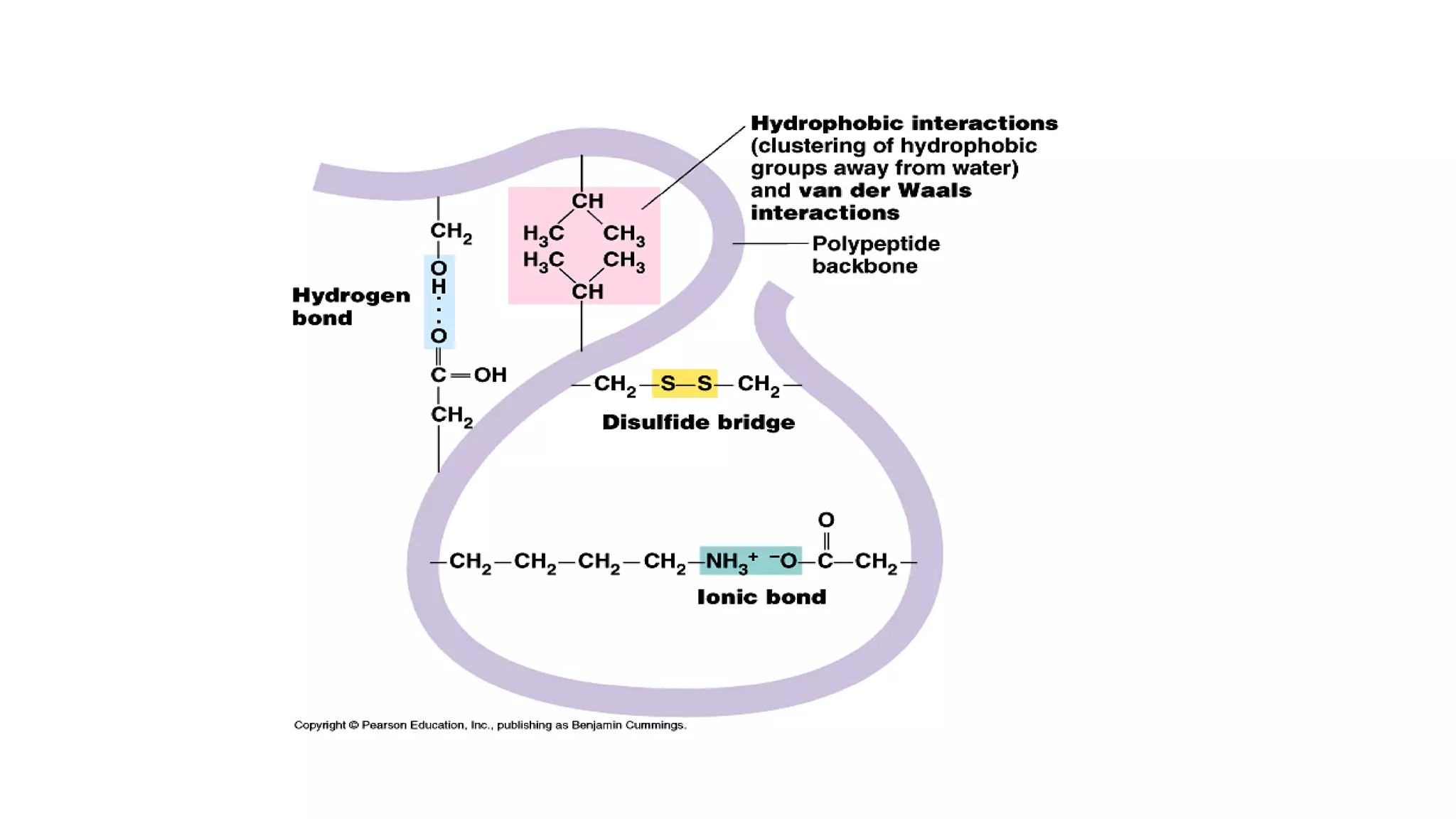 Protein structure and function | PPTX | Chemistry | Science