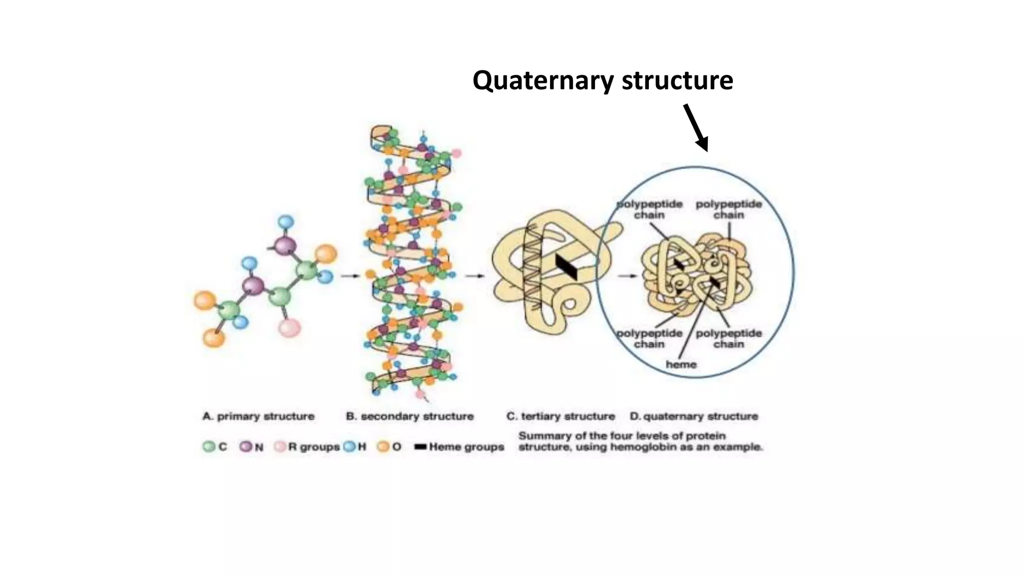 Protein structure and function | PPTX | Chemistry | Science