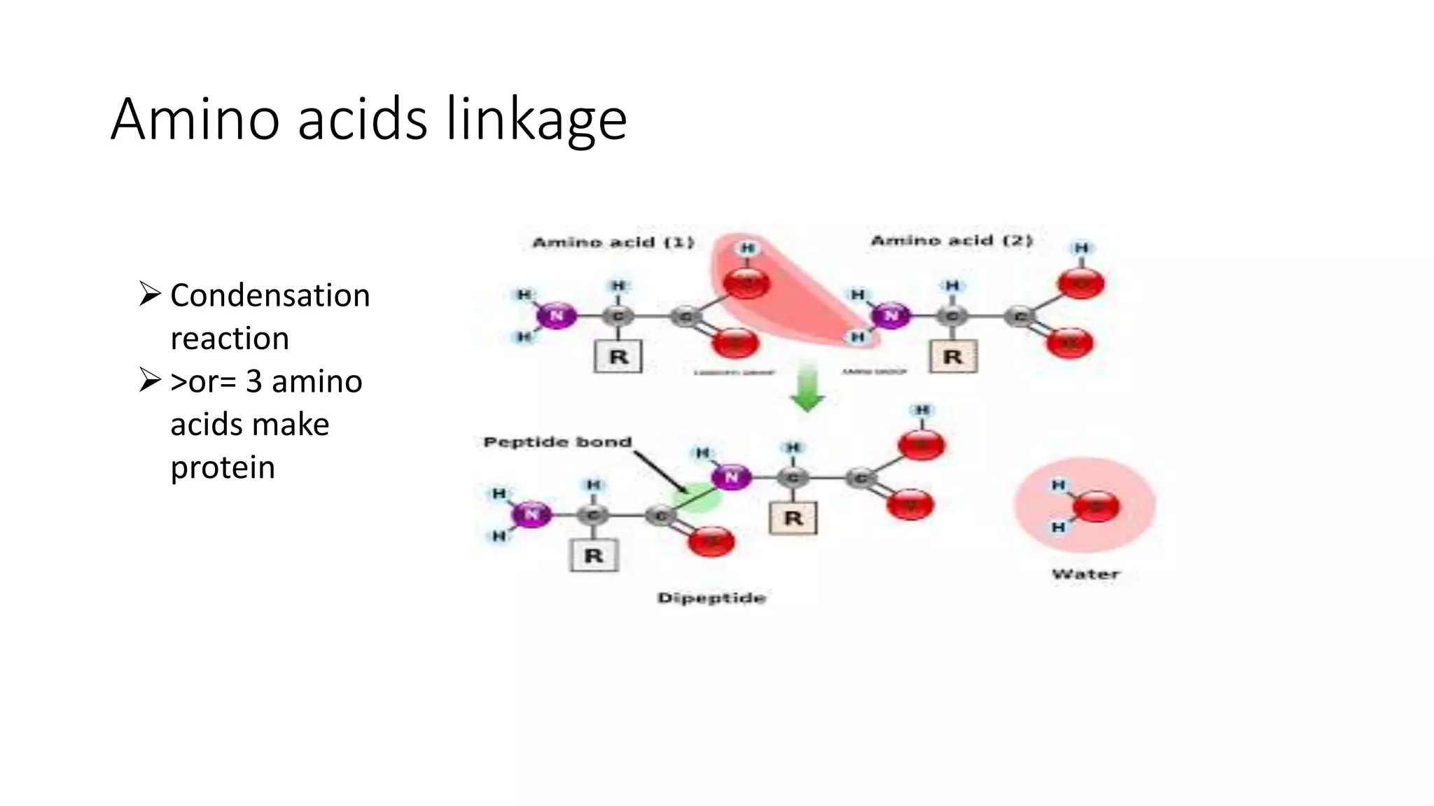 Protein structure and function | PPTX | Chemistry | Science