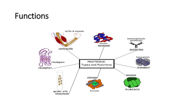 Protein structure and function | PPTX | Chemistry | Science