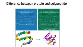 Protein structure and function | PPTX | Chemistry | Science