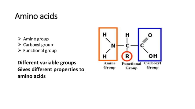 Protein structure and function | PPTX | Chemistry | Science