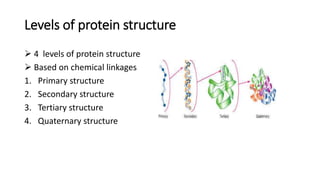 Protein structure and function | PPTX