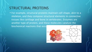 PROTEIN STRUCTURE AND FUNCTION PPT(MD MOBARAK HOSSAIN).pptx