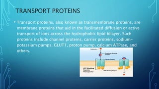 PROTEIN STRUCTURE AND FUNCTION PPT(MD MOBARAK HOSSAIN).pptx