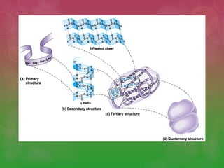 protein_structure_and_function_pptx.pdf chemistry | PPT