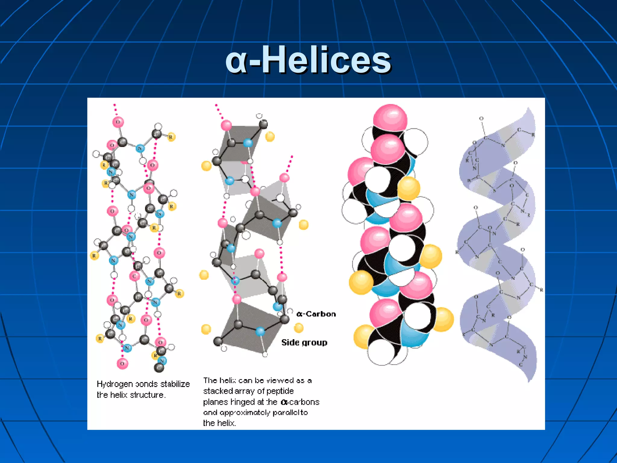 Protein Structure and Function | PPT