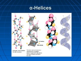 Protein Structure and Function | PPT