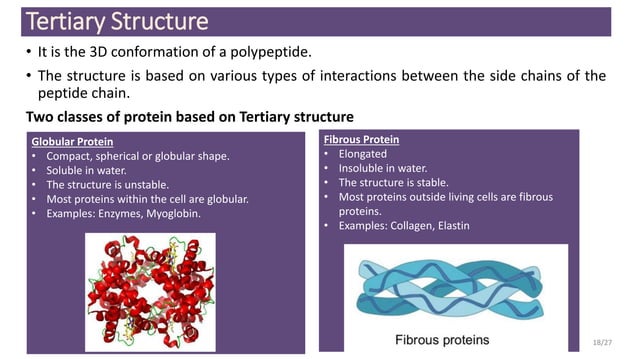 Protein structure and functions. Pptx.... | PPTX