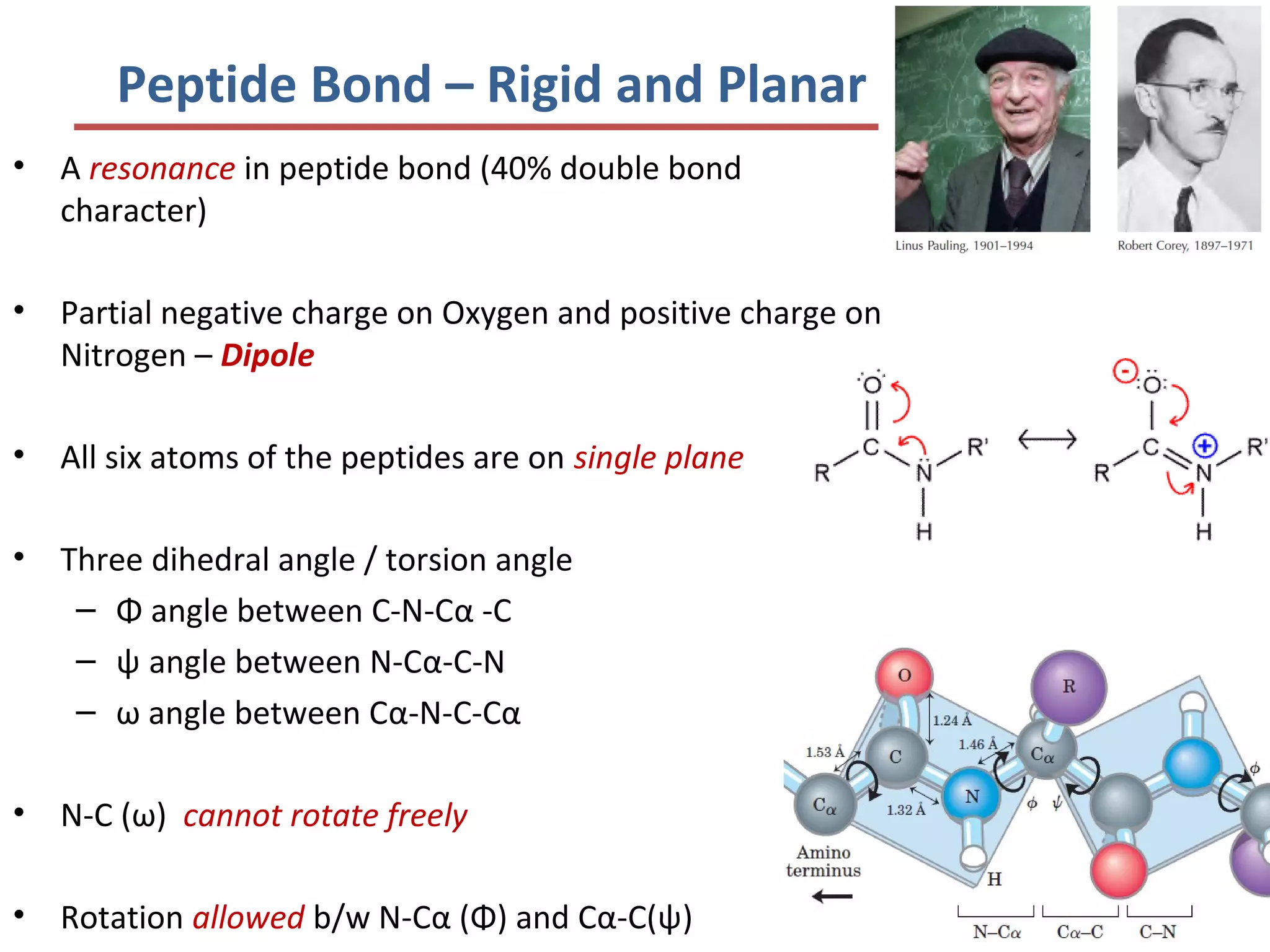 Protein structure Lecture for M Sc biology students | PPT