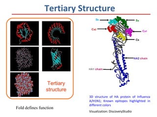 Protein structure Lecture for M Sc biology students | PPT