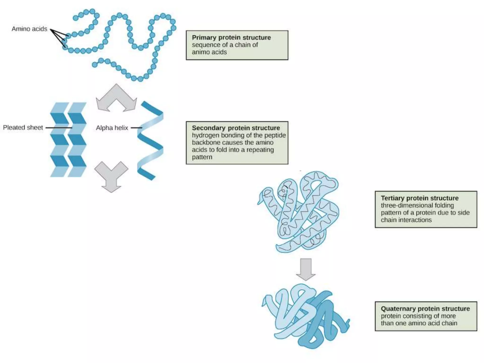 Protein structure | PPT