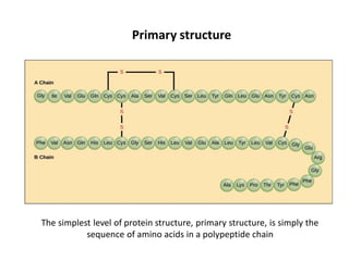 Protein structure | PPT