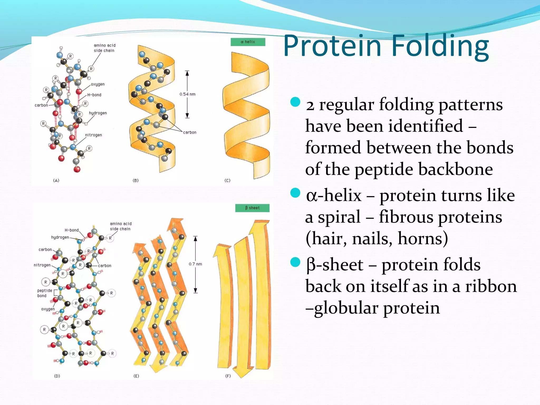 Protein structure & function | PPT