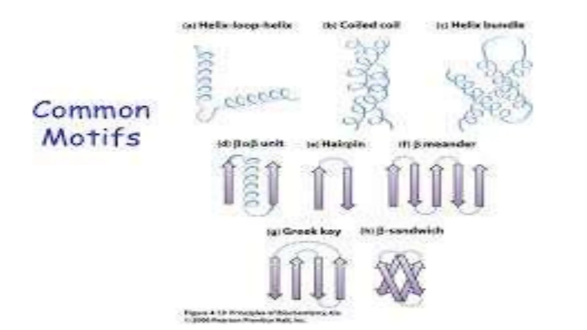 Protein Structure & Function.pptx