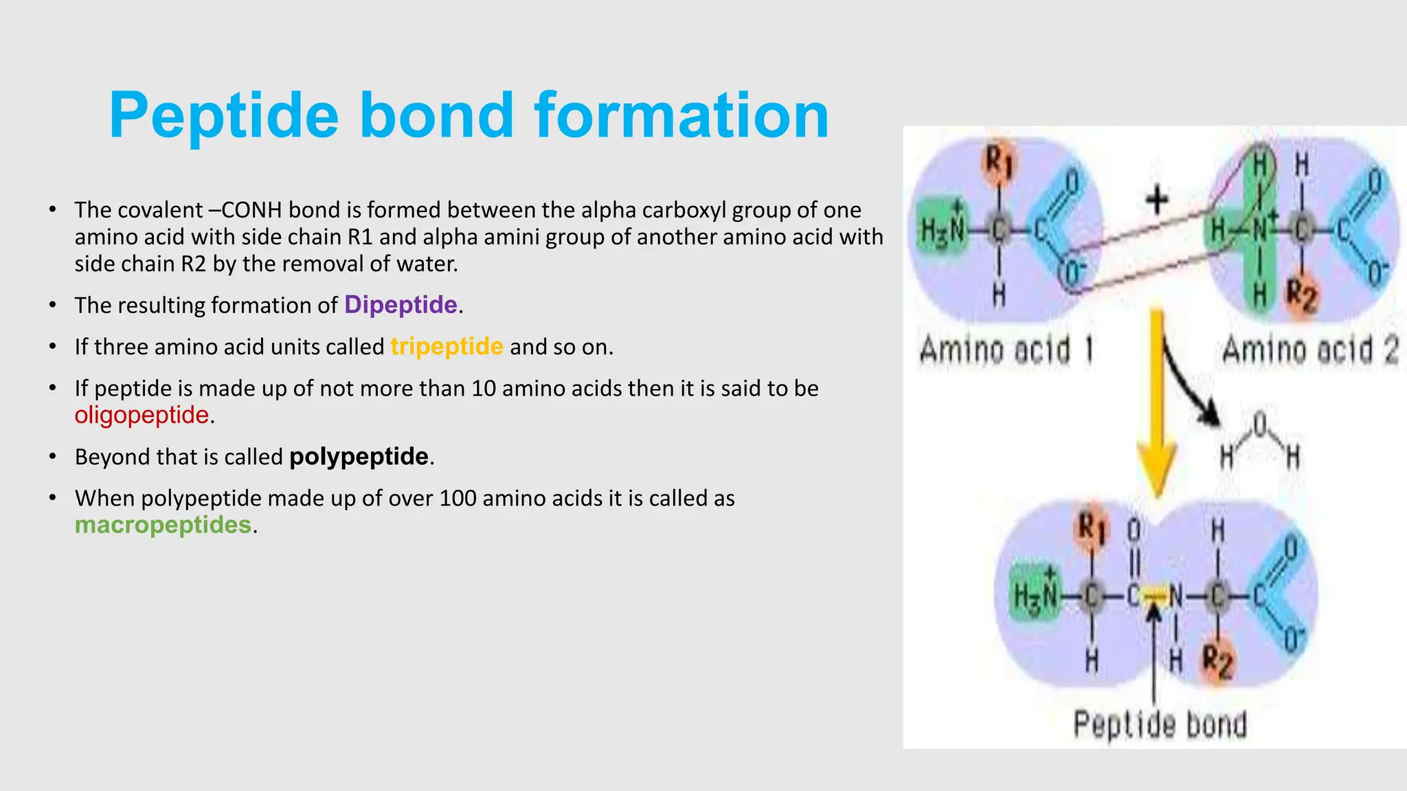 Protein Structure & Function.pptx