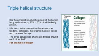 Protein Structure & Function.pptx