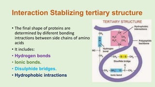 Protein Structure & Function.pptx