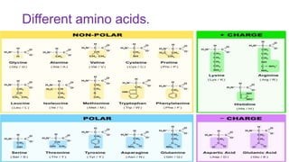 Protein Structure & Function.pptx