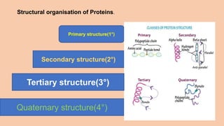 Protein Structure & Function.pptx