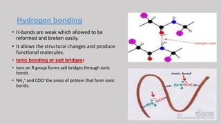 Protein Structure & Function.pptx