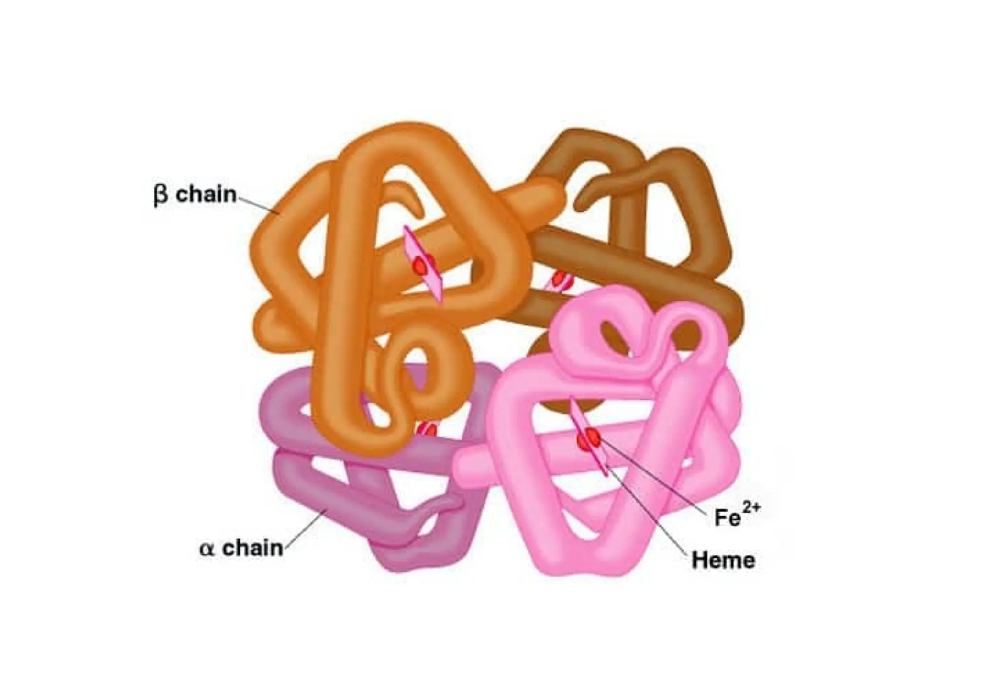 Protein Structure And Function By Dr Dkv 2023 Ppt