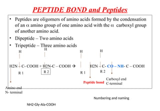 PROTEIN STRUCTURE & FUNCTION by Dr DKV 2023.ppt