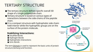 Protein structure levels- tertiary, quaternary & Ramachandran plot..pptx