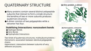 Protein structure levels- tertiary, quaternary & Ramachandran plot..pptx