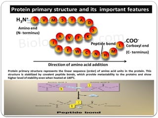 Protein structure, levels of protein structure,.pptx