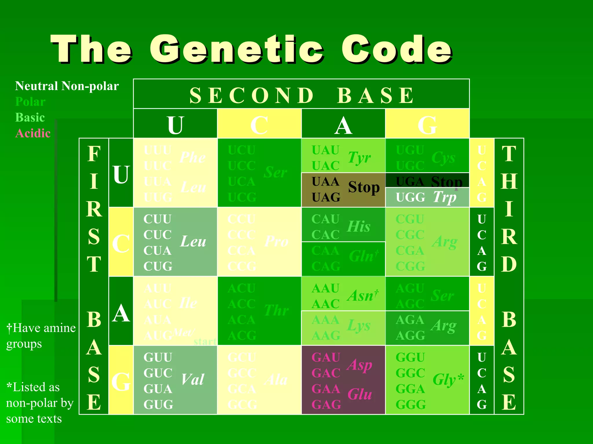 Protein Structure & Function | PPT