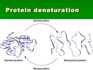 Protein Structure & Function | PPT