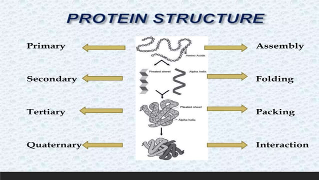 Protein Structure Protein Structure Validation Ppt Pptx