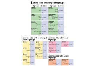 Protein structure levels | PPT