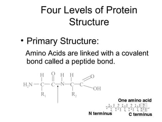 Protein structure levels | PPT