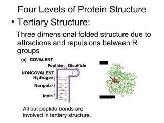 Protein structure levels | PPT