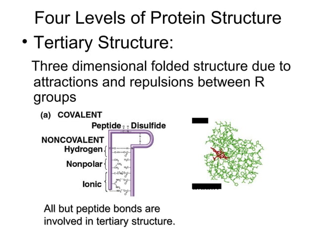 Protein structure levels | PPT | Chemistry | Science